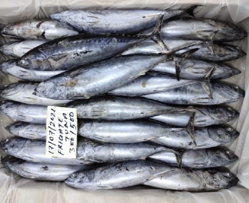 Bullet tuna – Ikam plus