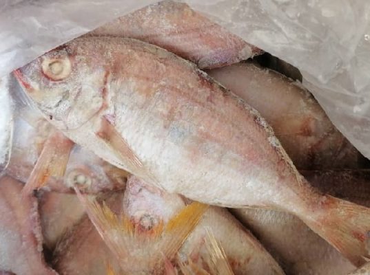 Red fish – Ikam plus